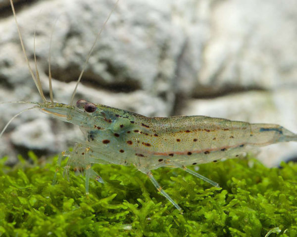 Cardina Multidendata (Amano Kozica)