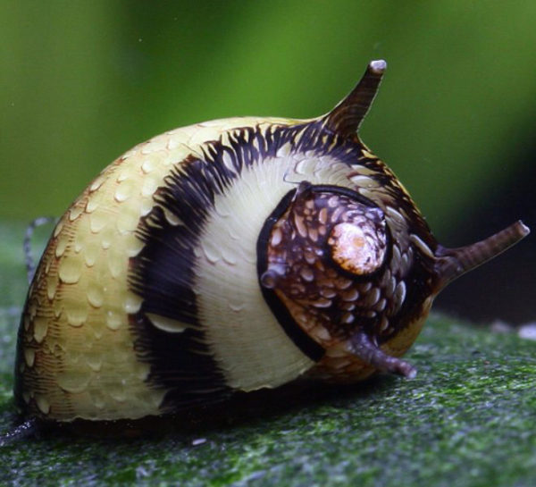 Clithon Corona (Rogata nerita)