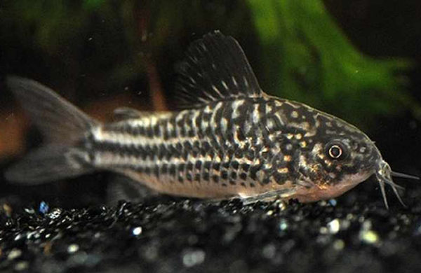 Corydoras Elegans