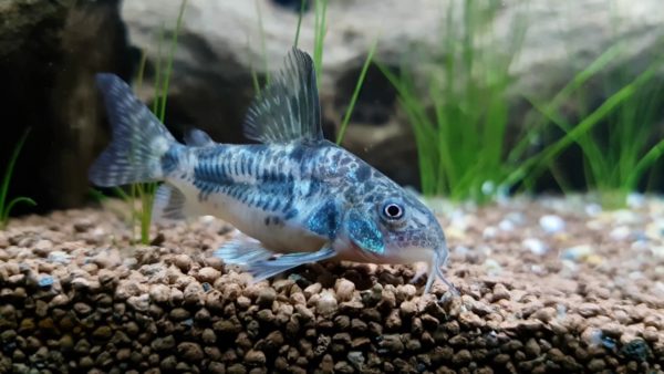 Corydoras Paleatus