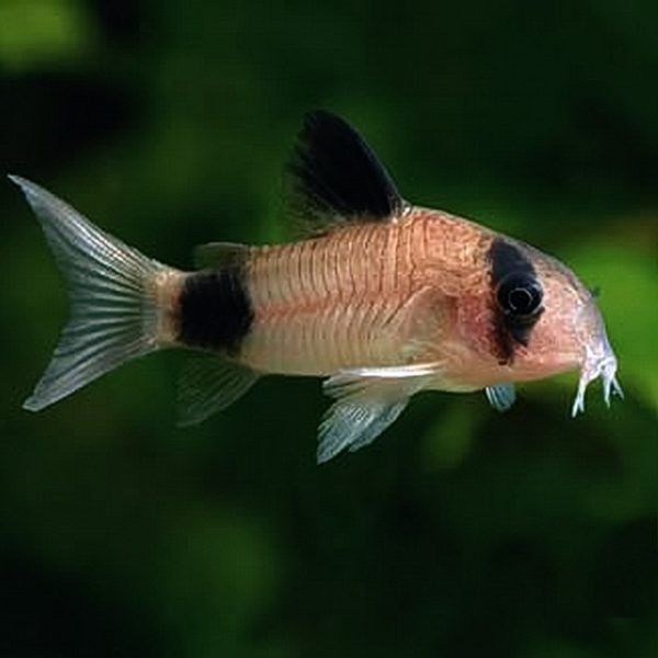 Corydoras Panda