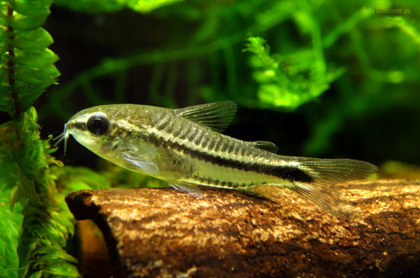 Corydoras Pygmaeus