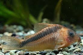 Corydoras Rabauti