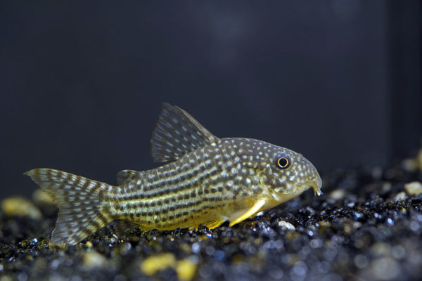 Corydoras Sterbai