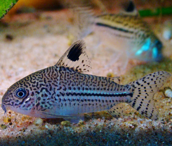 Corydoras Trilineatus