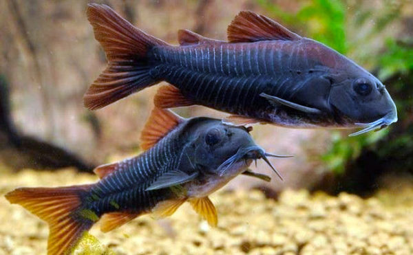 Corydoras venezuela black