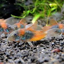 Corydoras Venezuela Orange