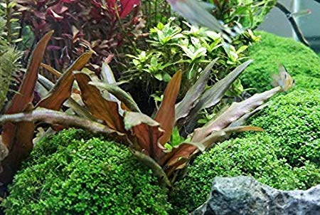 Cryptocoryne beckettii Petchii „Pink“