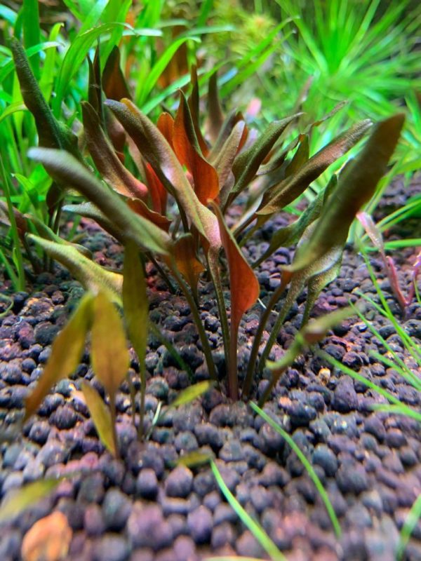 Cryptocoryne Lutea Hobbit