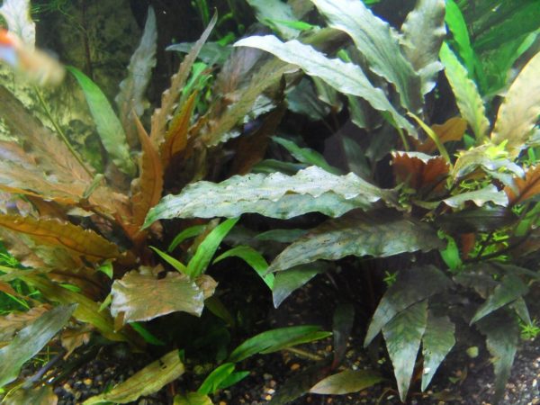 Cryptocoryne Undulata “Broad Leaves“