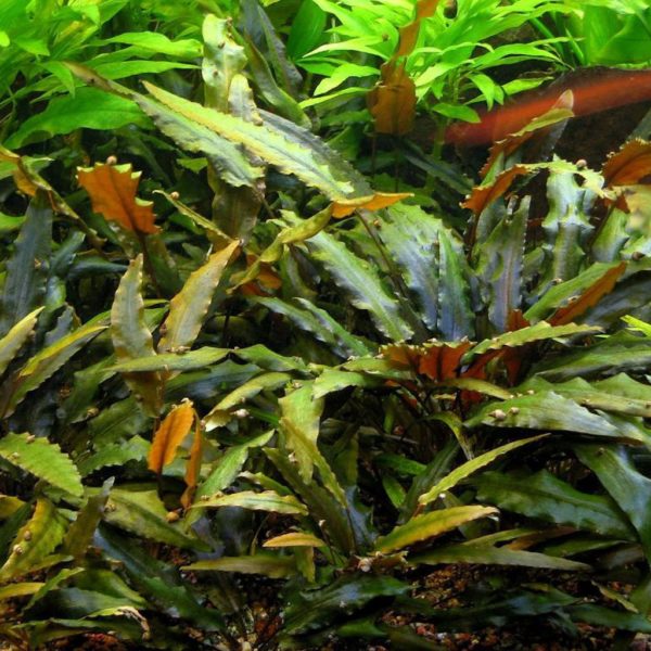 Cryptocoryne Wendtii “Brown“