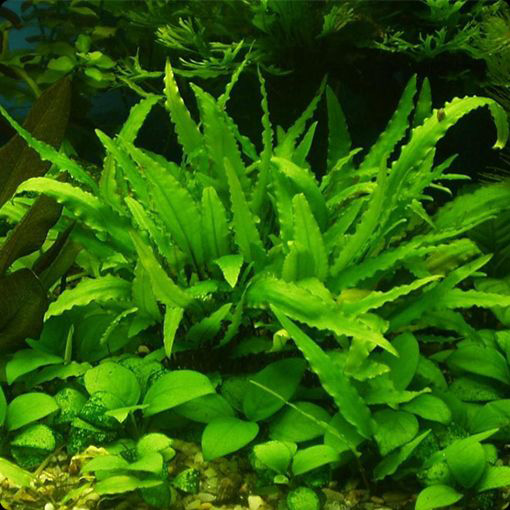 Cryptocoryne Wendtii “Green“