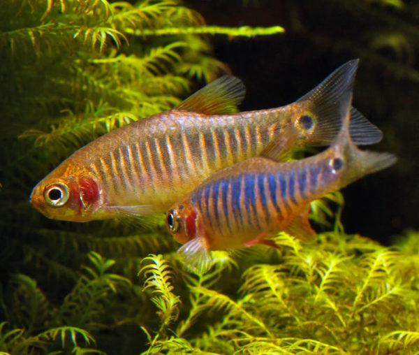 Danio Erythromicron (Mikrorazbora eritromikon)