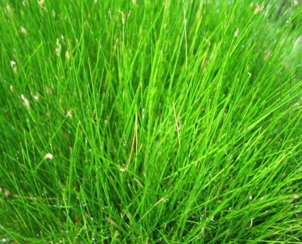 Eleocharis Acicularis