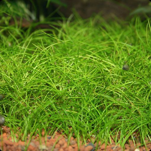 Eleocharis Sp. “Mini“