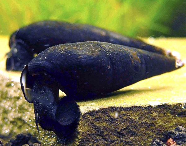 Fauntus Ater (Black Devil Snail)