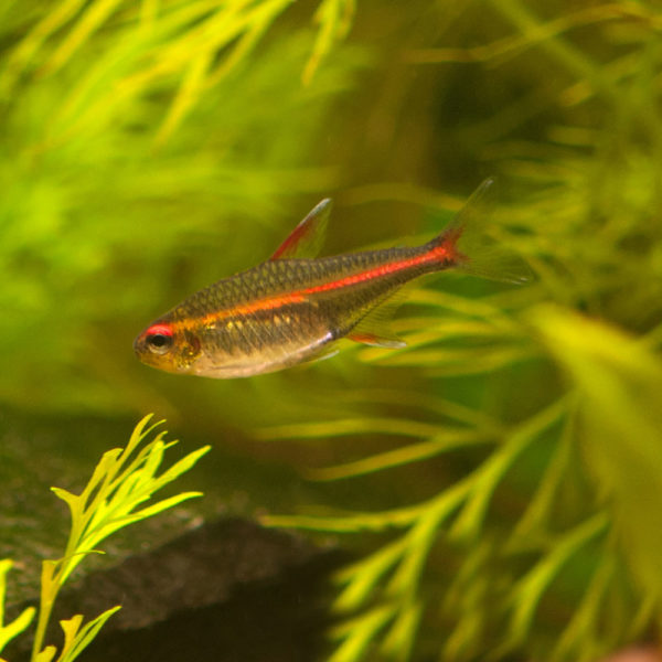 Hemigrammus Erythrozonus (Gracilis)