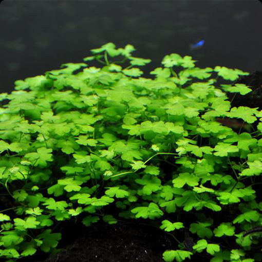 Hydrocotyle Tripartita