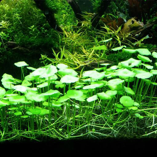 Hydrocotyle Verticillata