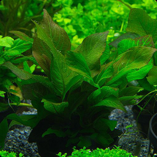 Hygrophila Corymbosa “Compact“