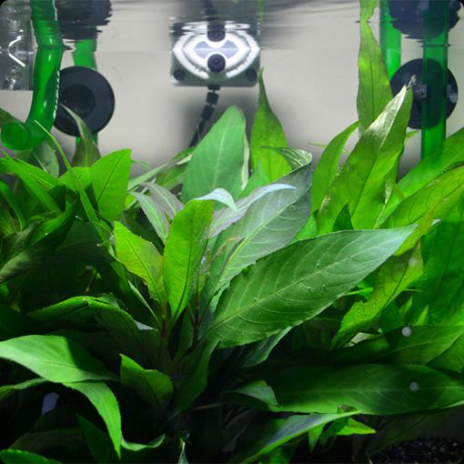 Hygrophila Corymbosa “Siamensis“