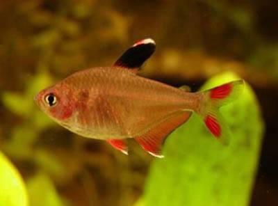 Hyphessobrycon Bentosi (Bentozi tetra)