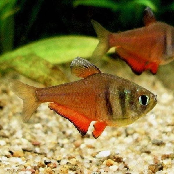 Hyphessobrycon Flammeus (Crvena tetra)