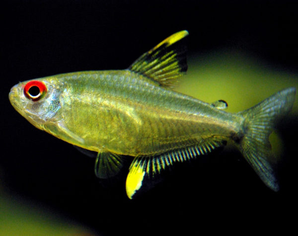 Hyphessobrycon Pulchripinnis (Limun tetra)