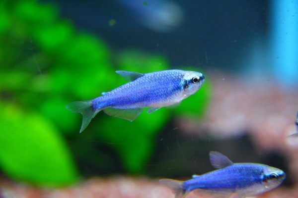 Inpaichthys Kerri Super blue (Plavi Keri)