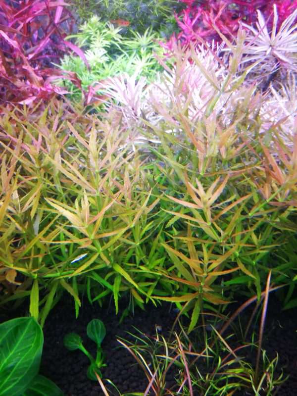 Limnophila aromatica „Mini“