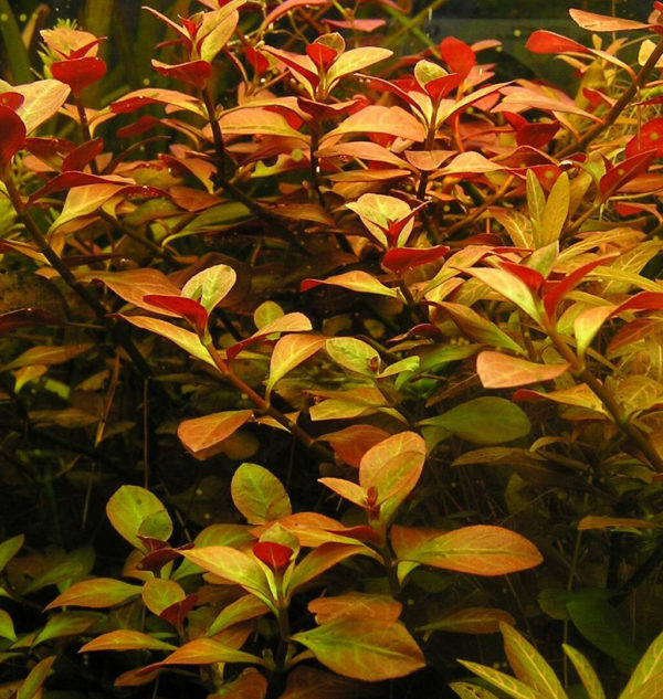 Ludwigia Repens