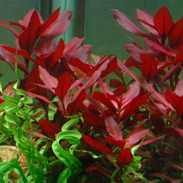 Ludwigia Repens “Rubin“