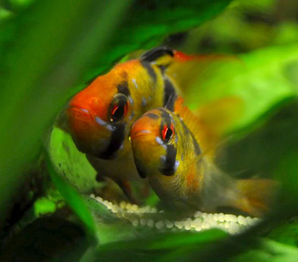 Mikrogeophagus Ramirezi (Ramirez)