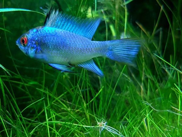 Mikrogeophagus Ramirezi Electric Blue (Plavi ramirez)