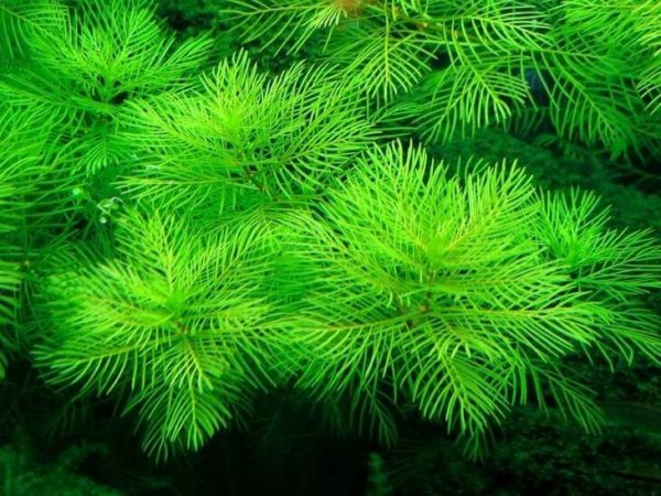 Myriophyllum mattogrossense-Green