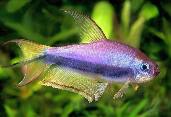 Nematobrycon Palmeri (Kraljevska tetra)