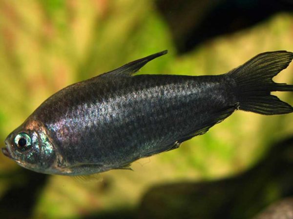 Nematobrycon Palmeri Black (Crna kraljevska tetra)