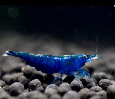 Neocardina Davidi Var. Blue Diamond