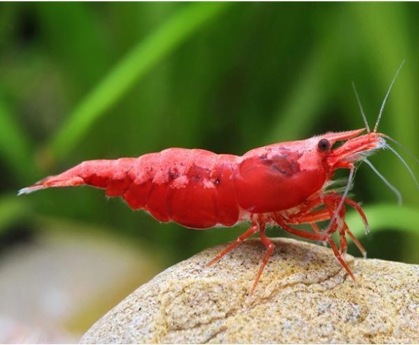 Neocardina Davidi Var. Sakura