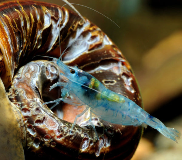 Neocardina Palmata Var. Blue Pearl