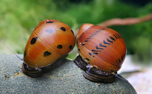 Neritina Natalensis Sp. spotted