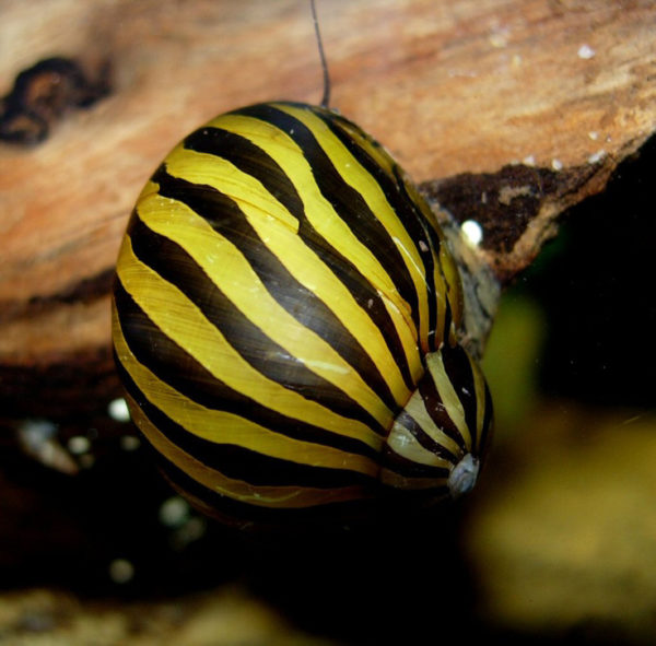 Neritina Natalensis Sp. Zebra (Zebrasta nerita)