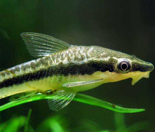 Otocinclus Affinis (Otocinklus)