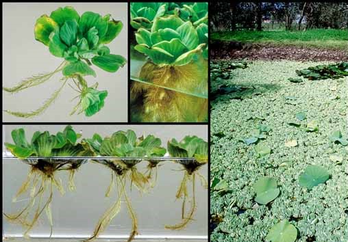 Pistia stratiotes