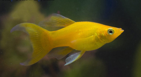 Poecilia Sphenops Yellow (Žuta moli)