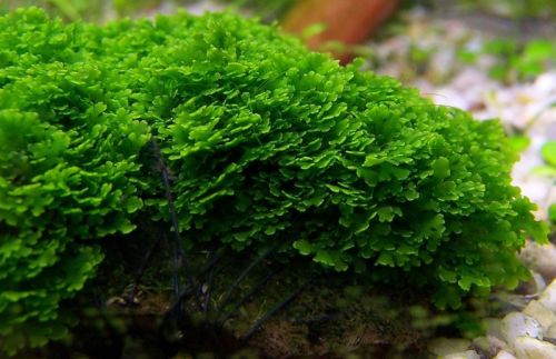 Riccardia Chamedryfolia