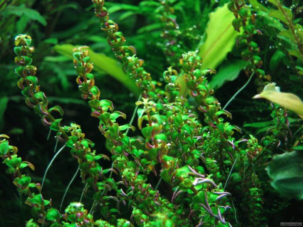 Rotala macrandra sp. ‘Pearl’ tip 1