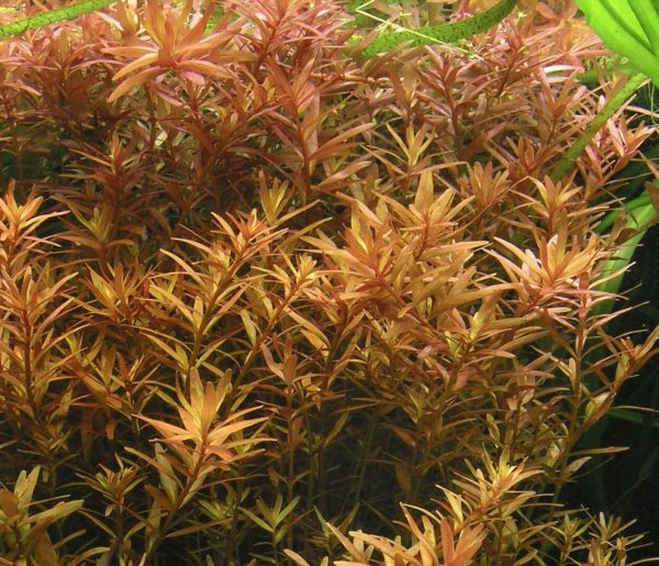 Rotala Rotundifolia