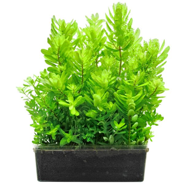 Rotala sahiadrica