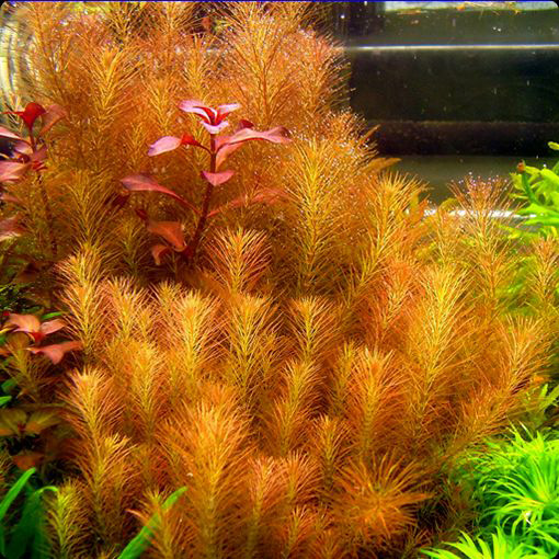 Rotala Wallichii